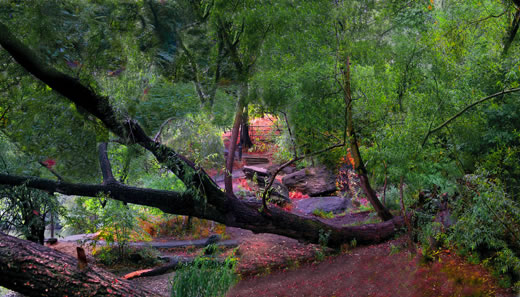 Cave Site At The Ramble: CW77